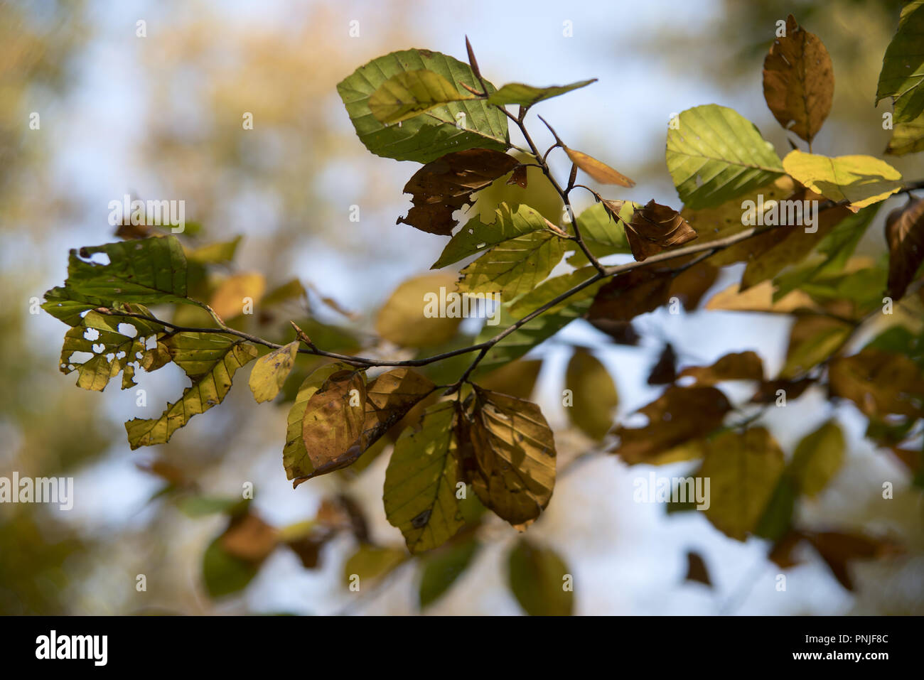 Polish golden autumn hi-res stock photography and images - Alamy