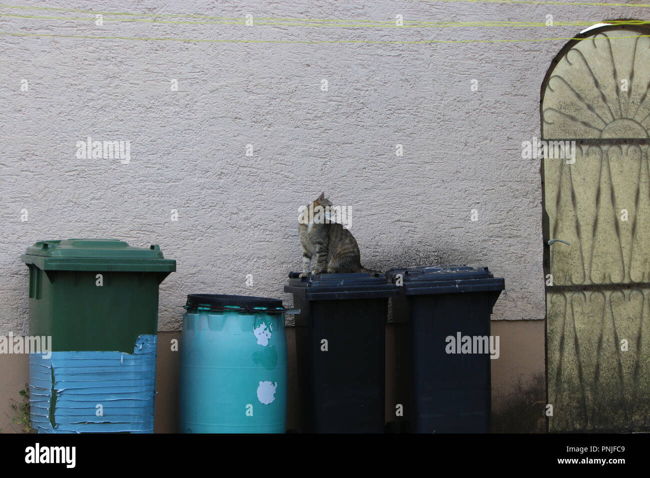 Stray gray striped European Shorthair looking through garbage cans in ...