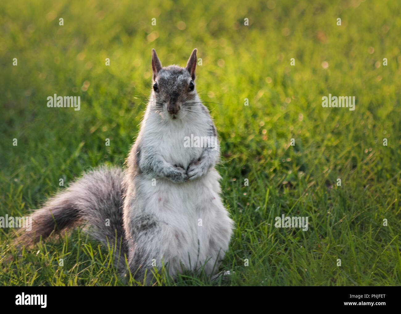 Squirrel silhouette hi-res stock photography and images - Alamy