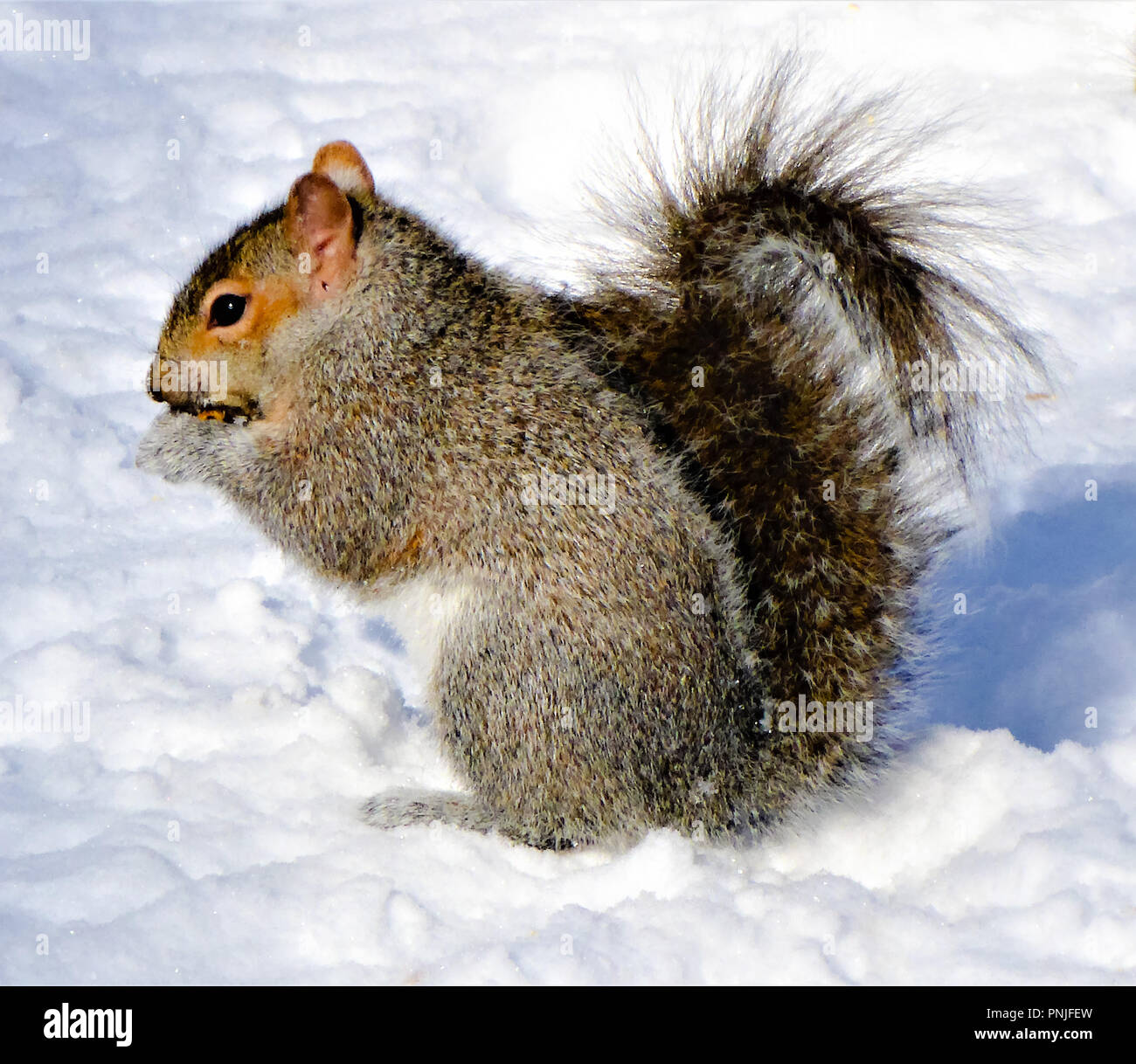 Squirrel, funny, winter hi-res stock photography and images - Alamy