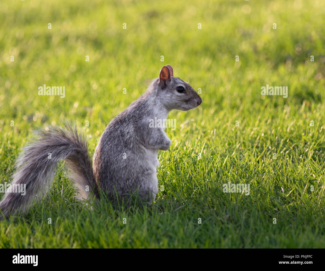 Squirrel - profile Stock Photo - Alamy