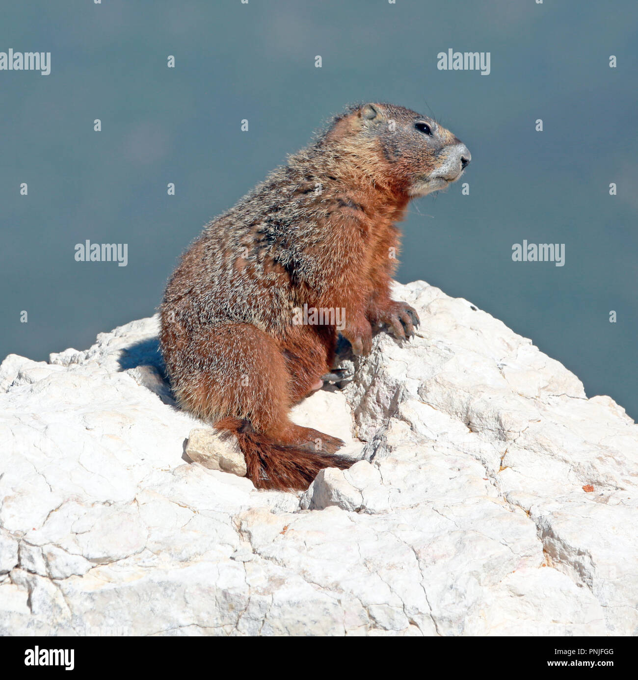 reddish and gray colored marmot on white rock Stock Photo - Alamy