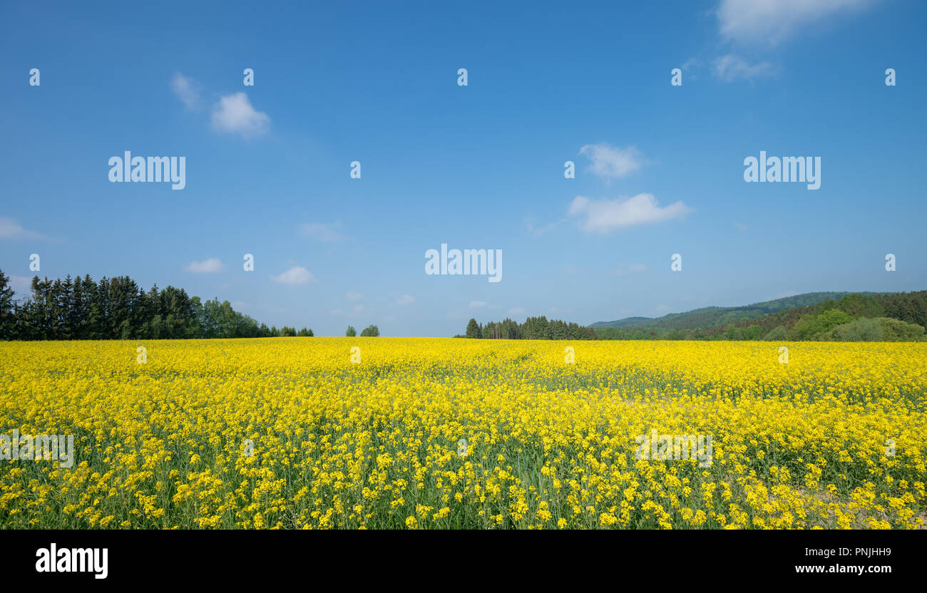 landscape with big rapeseed field and blue sky Stock Photo - Alamy