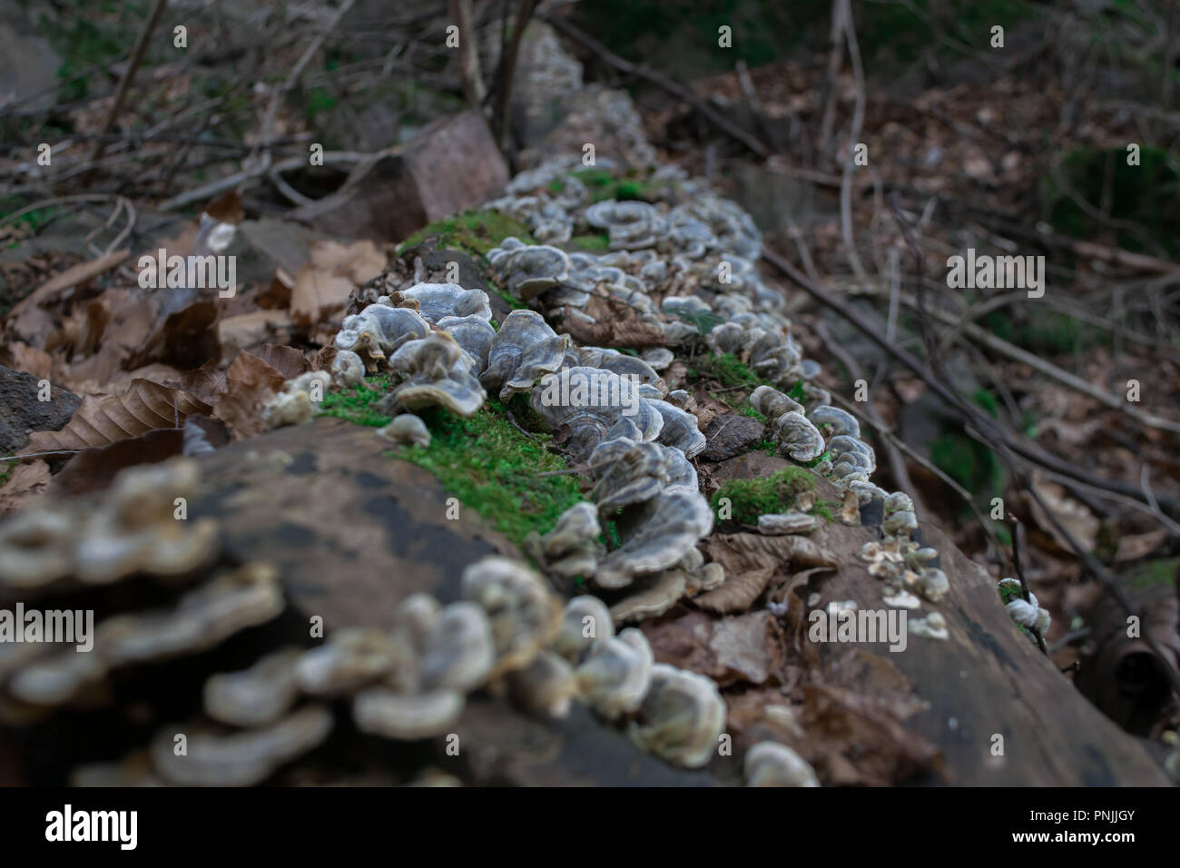 this brittle tree is settled by a lot of fungi Stock Photo - Alamy