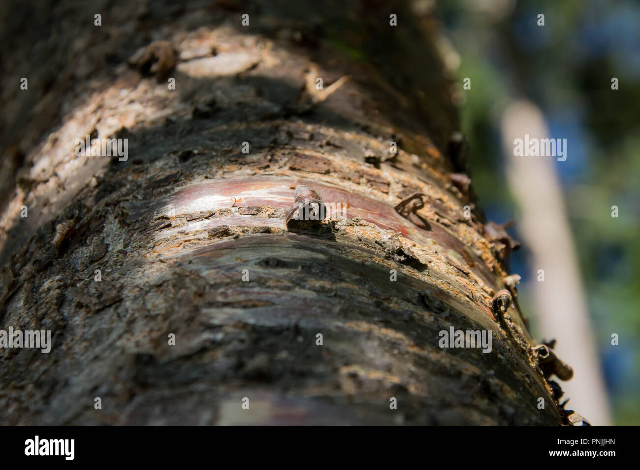 The bark is the protection skin of the tree Stock Photo - Alamy