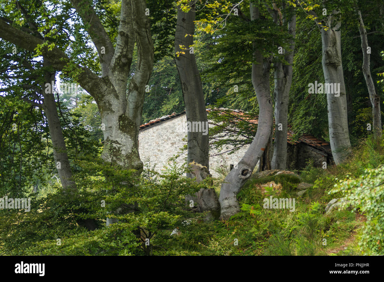 Beech trees house in the woods Stock Photo - Alamy