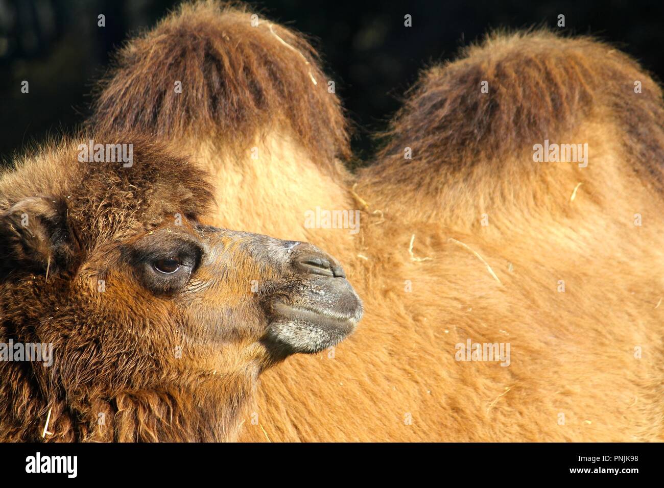 Bactrian camel portrait Stock Photo - Alamy