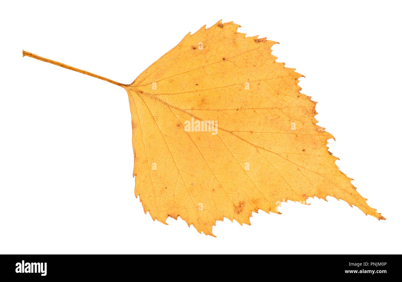 dried fallen yellow autumn leaf of birch tree cut out on white ...