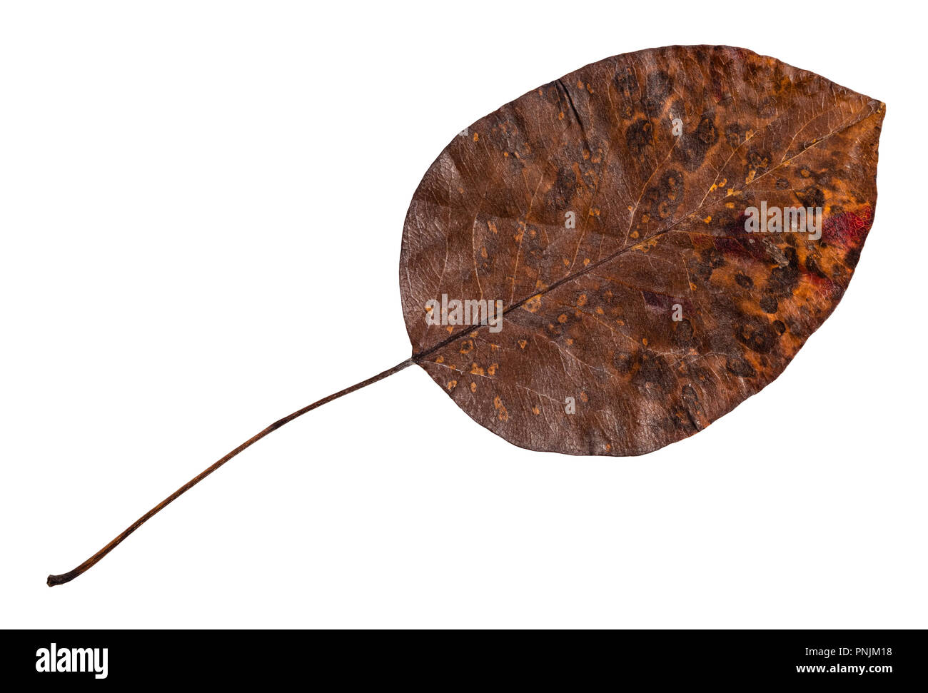 Pear tree cut out hi-res stock photography and images - Alamy