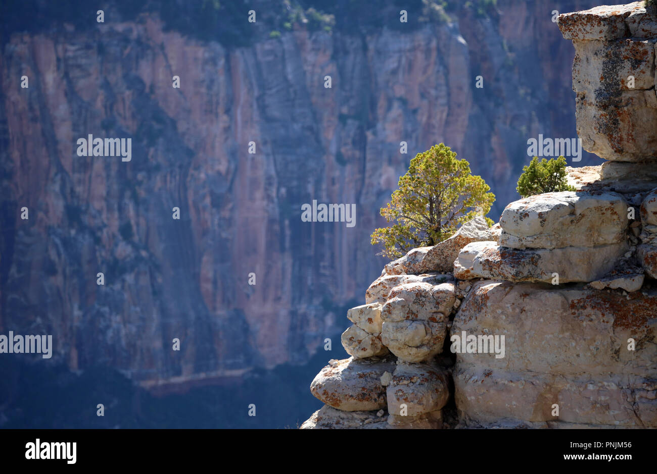 Isolated conifer trees hi-res stock photography and images - Alamy