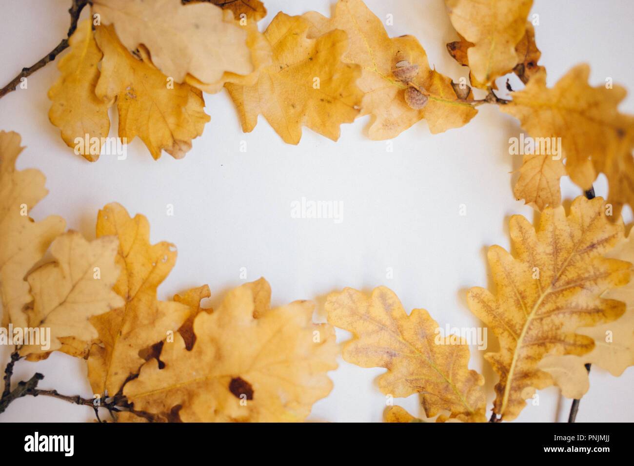 Oak leaves copy space hi-res stock photography and images - Alamy