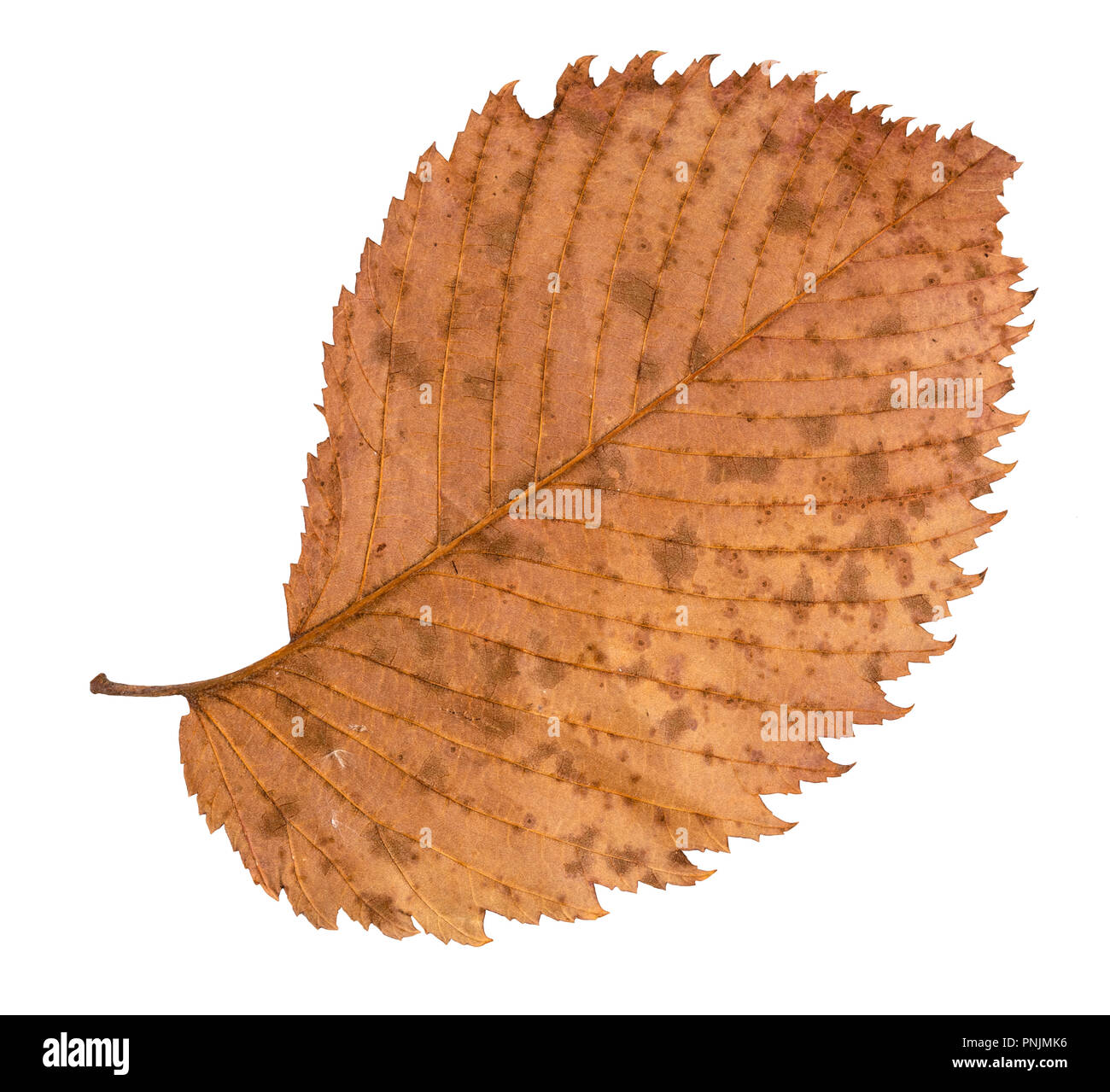 Elm leaf cutout hi-res stock photography and images - Alamy