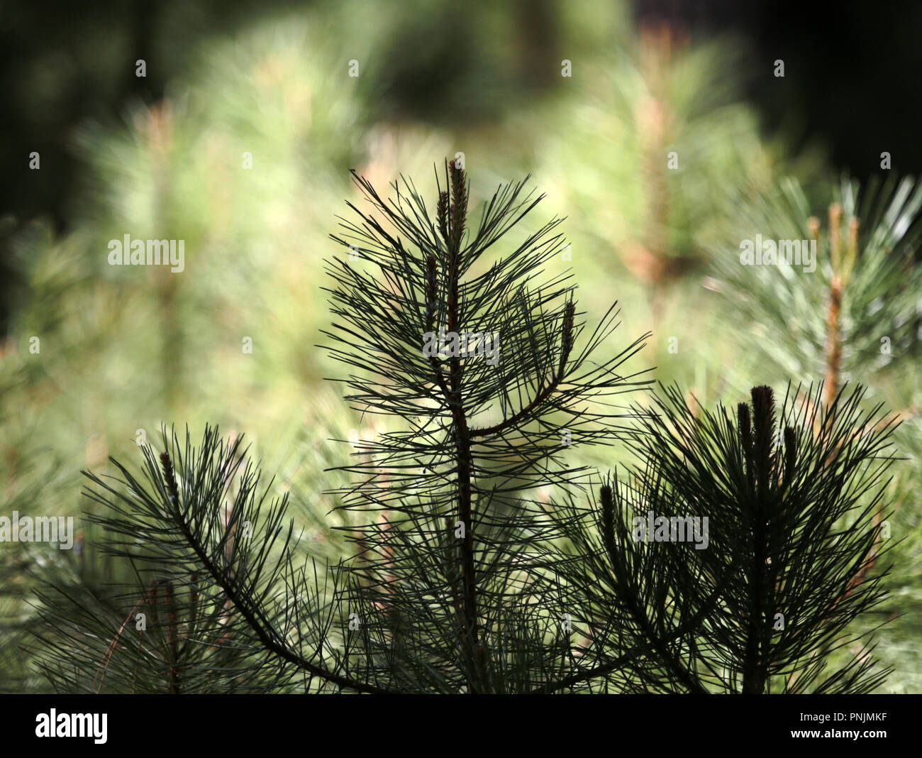 new growth pines in shadow with old growth pine in background sunlight ...