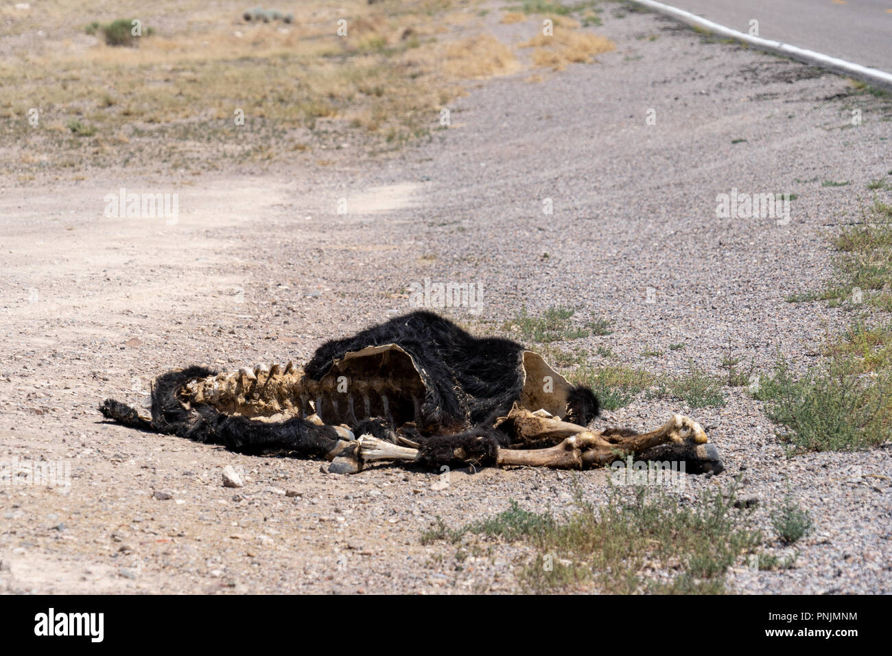 Cow bison dead hi-res stock photography and images - Alamy