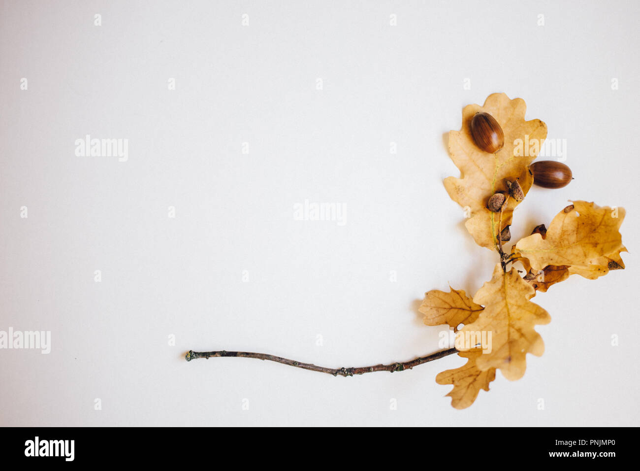 Oak sprig hi-res stock photography and images - Alamy