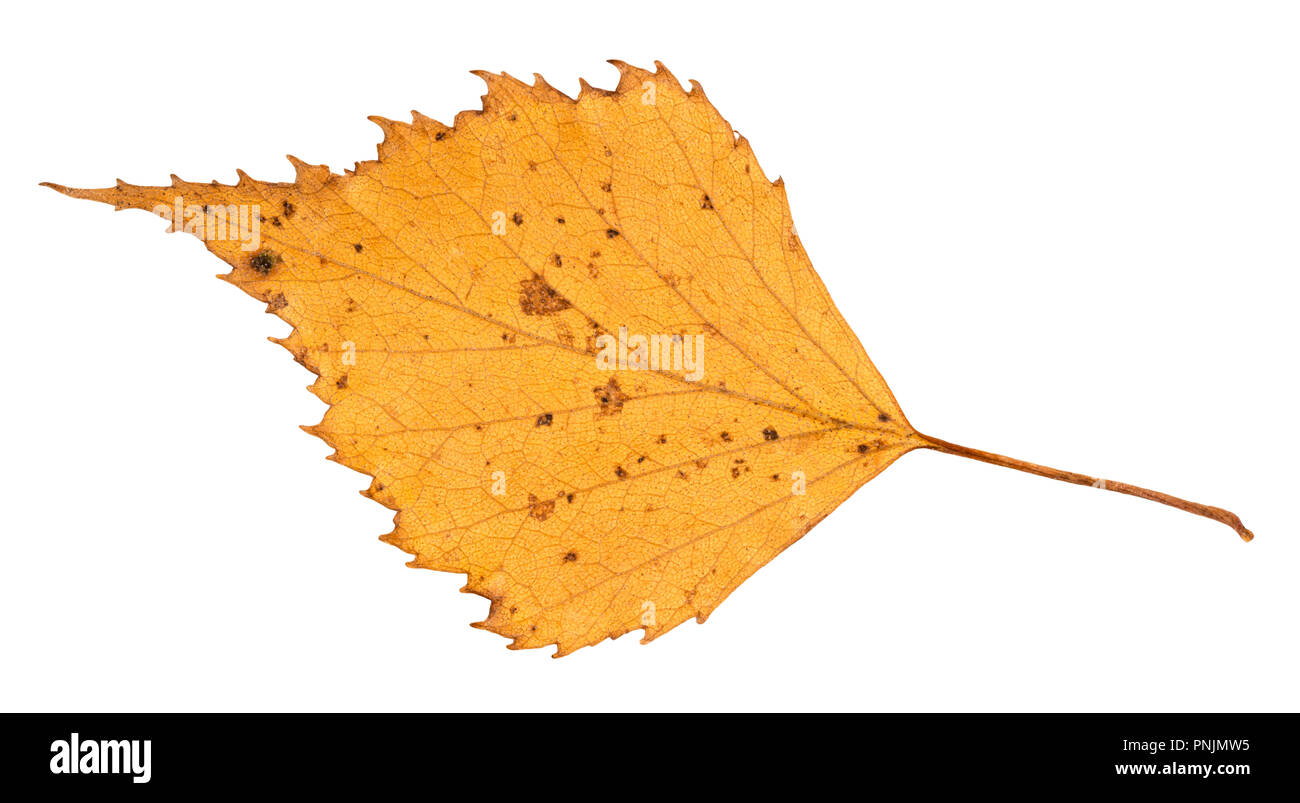 Birch leaf cutout hi-res stock photography and images - Alamy