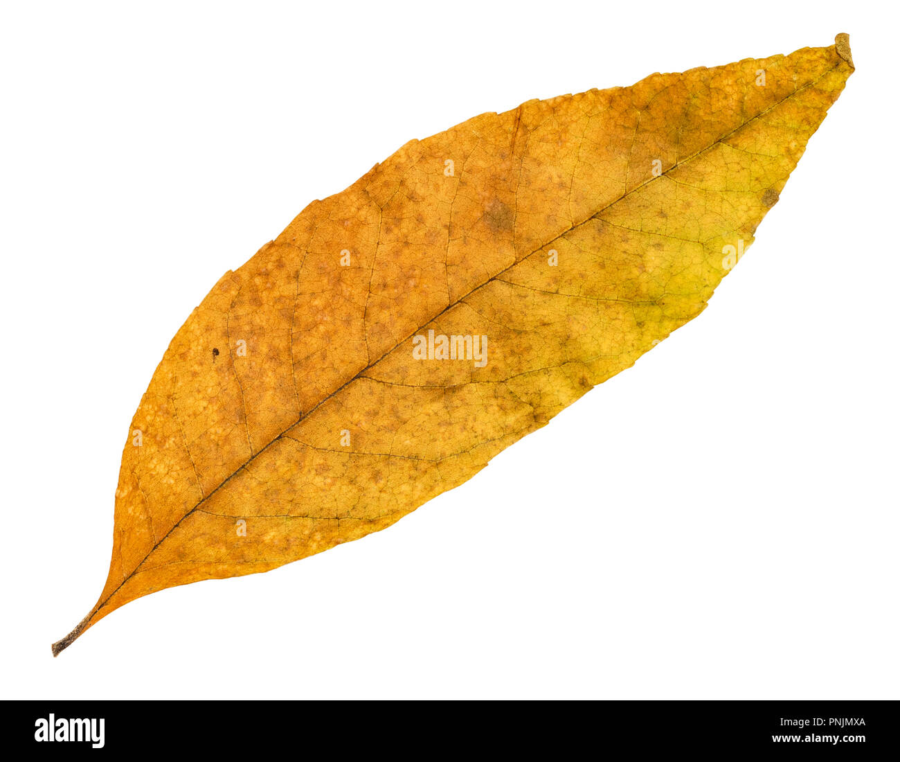 Ash tree leaf cutout hi-res stock photography and images - Alamy