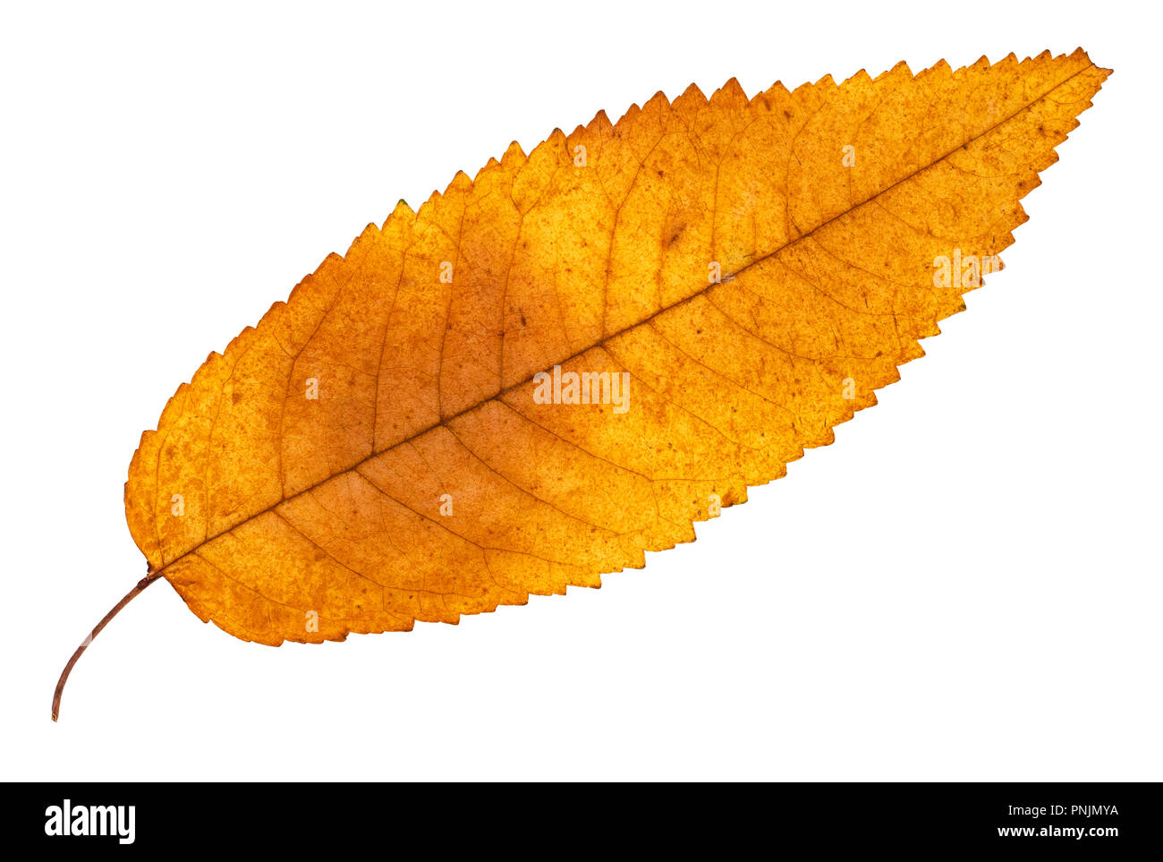 dried fallen yellow autumn leaf of ash tree cut out on white background ...