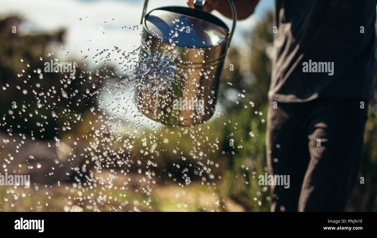 Water sprinkling out of a watering can. Male farmer water his farm ...