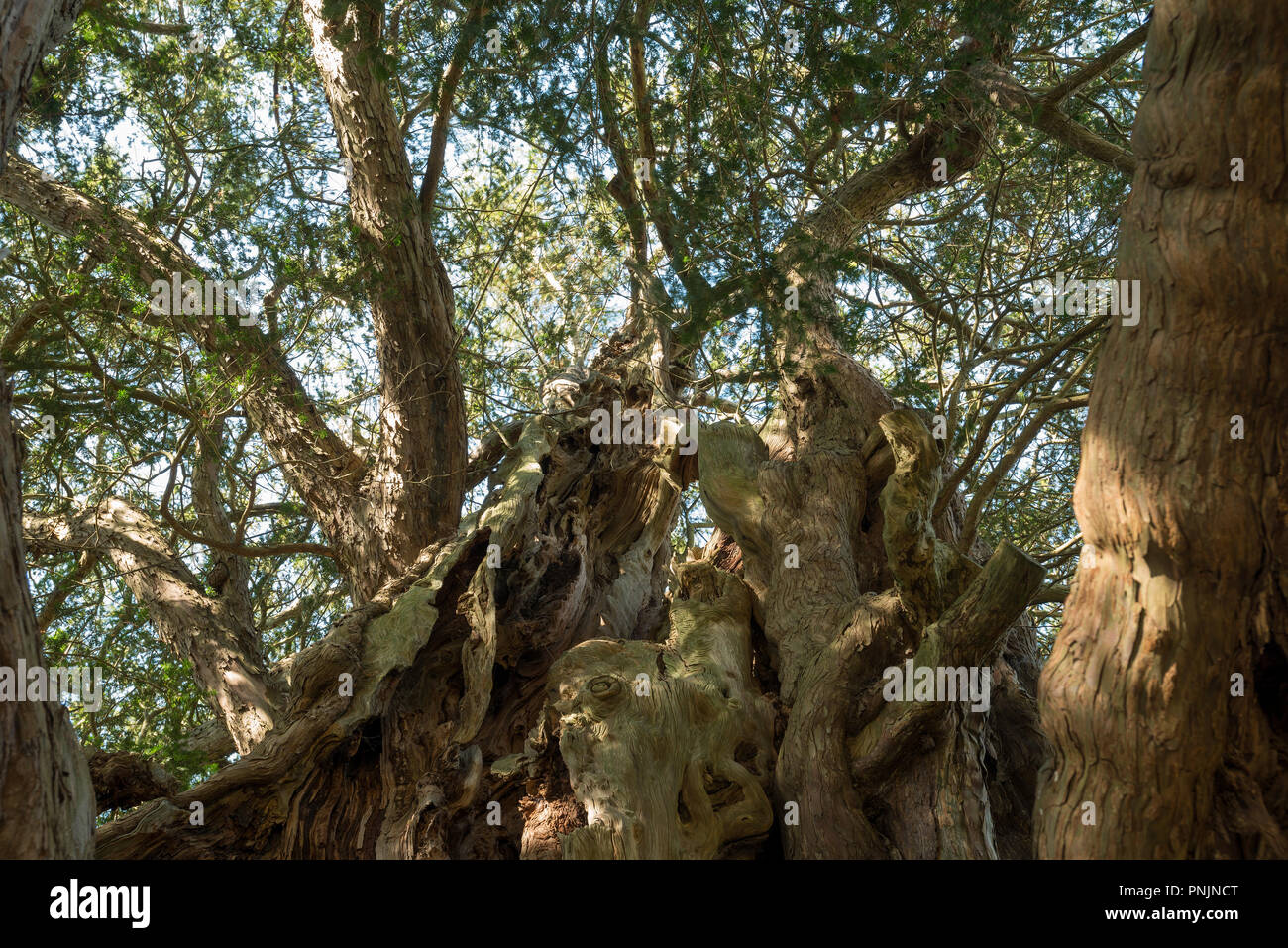 Twisted yew tree trunk hi-res stock photography and images - Alamy