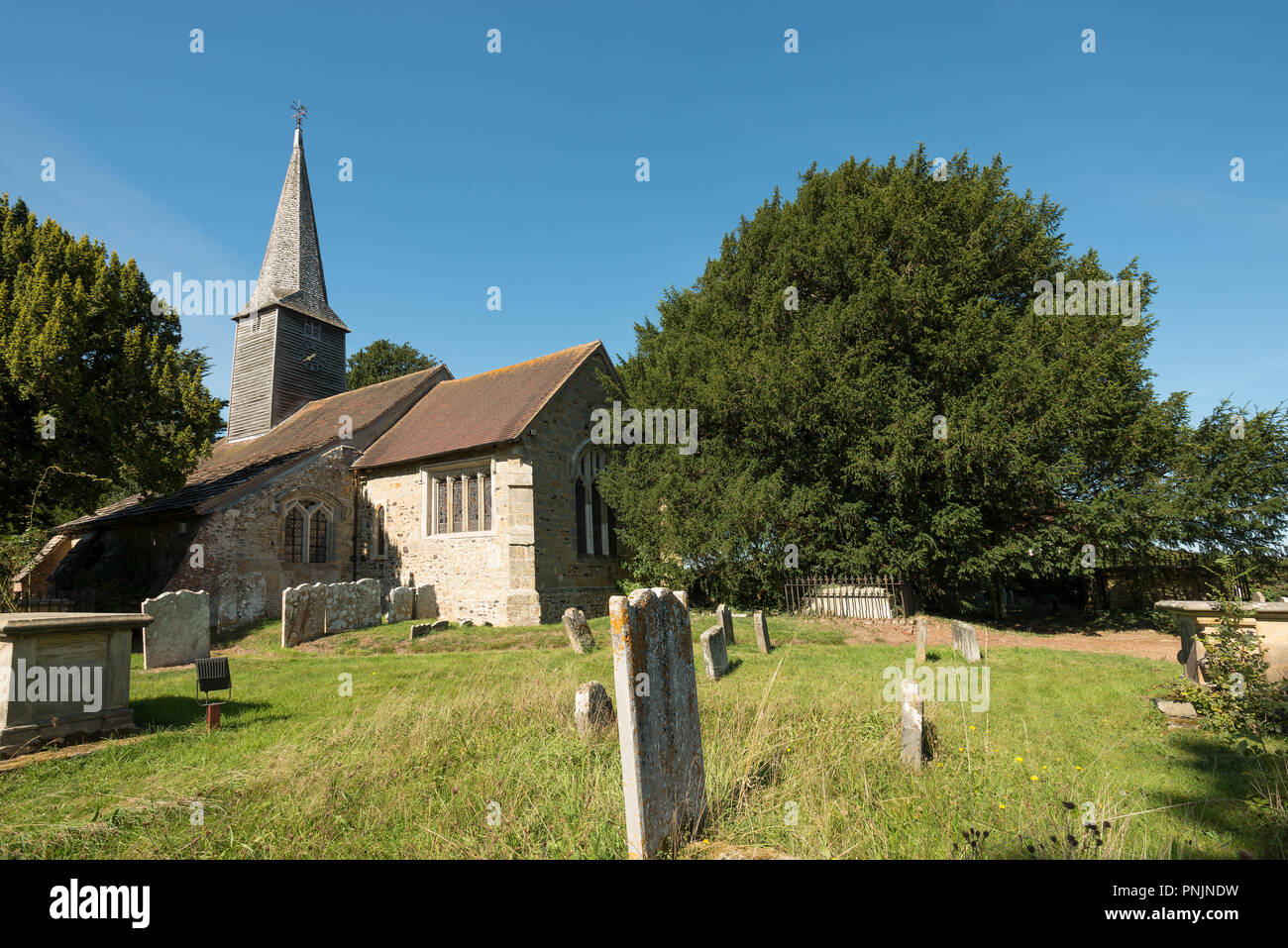 Ancient Yew tree, Taxus baccata, Crowhurst, St Georges Curuch, Surrey ...