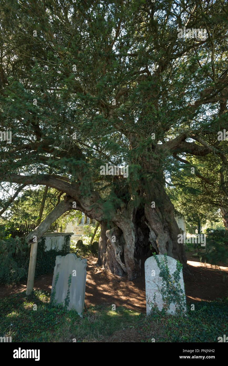 Ancient Yew tree, Taxus baccata, Crowhurst, St Georges Curuch, Surrey ...