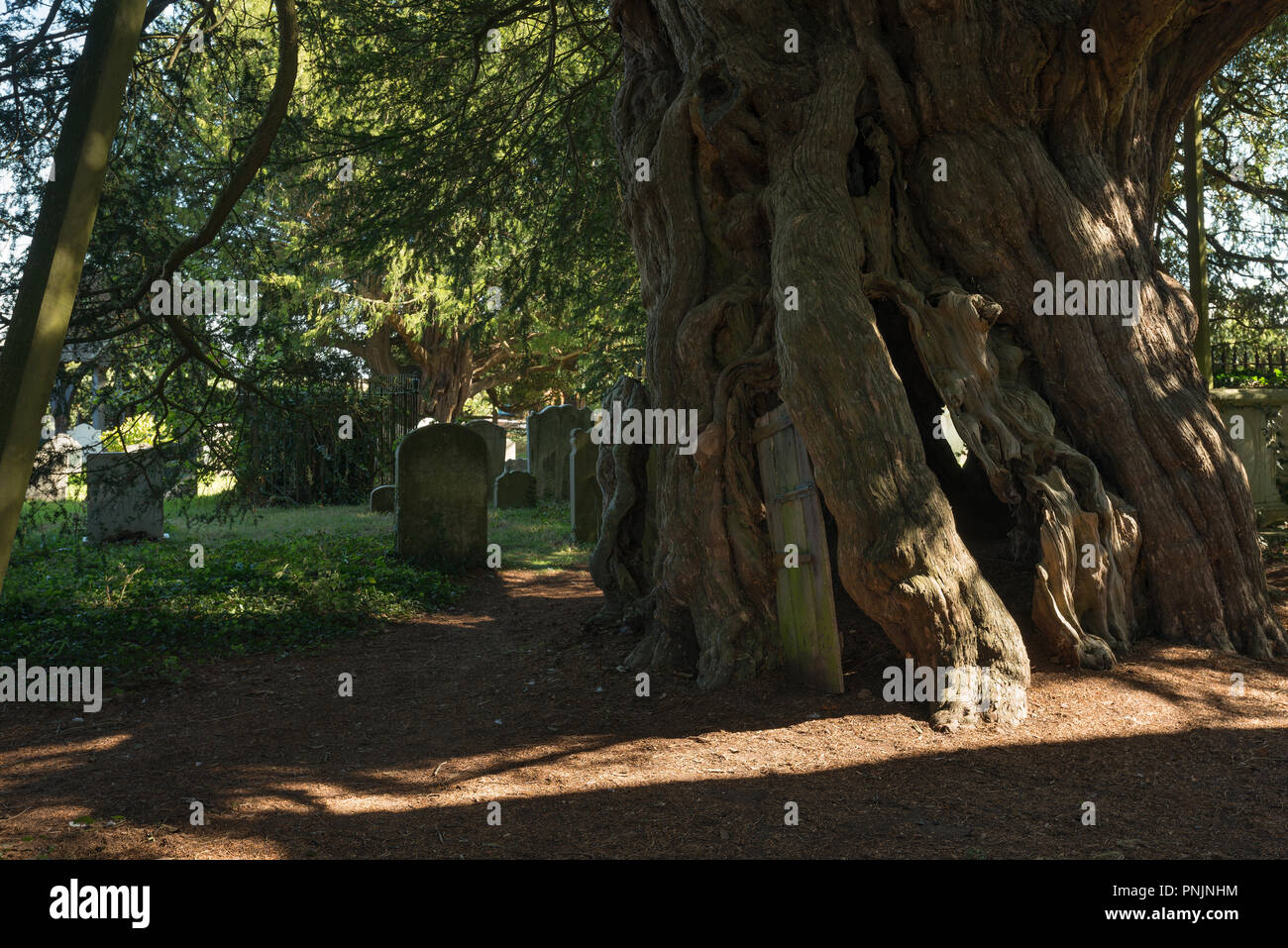 Ancient Yew tree, Taxus baccata, Crowhurst, St Georges Curuch, Surrey ...