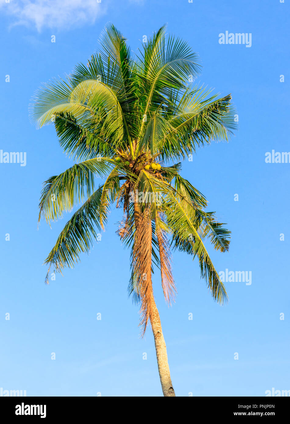 Coconut trees in leyte hi-res stock photography and images - Alamy