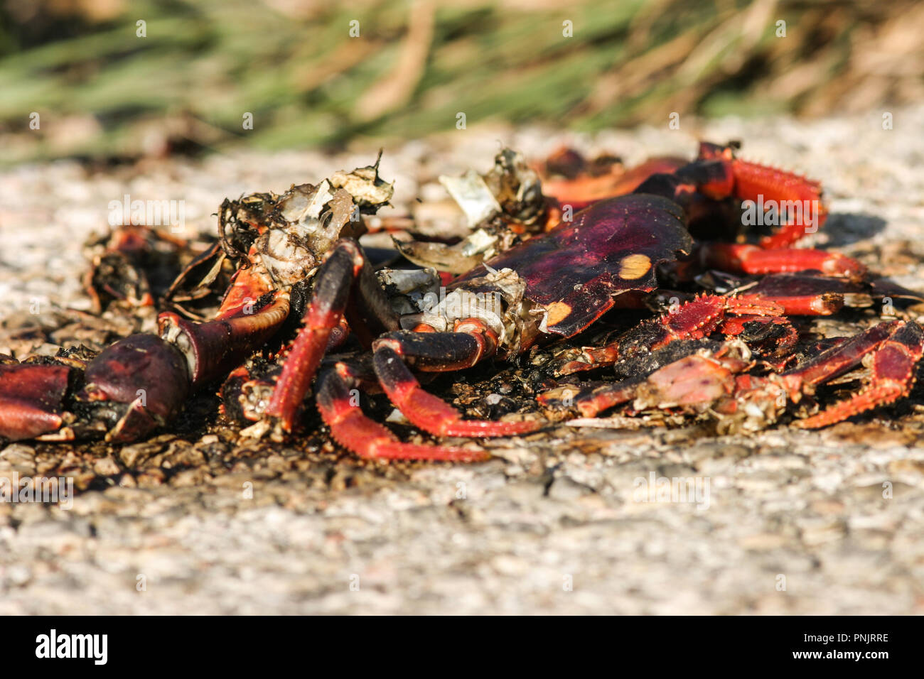 Cuban Land Crabs migrating to the sea to shed eggs Stock Photo - Alamy