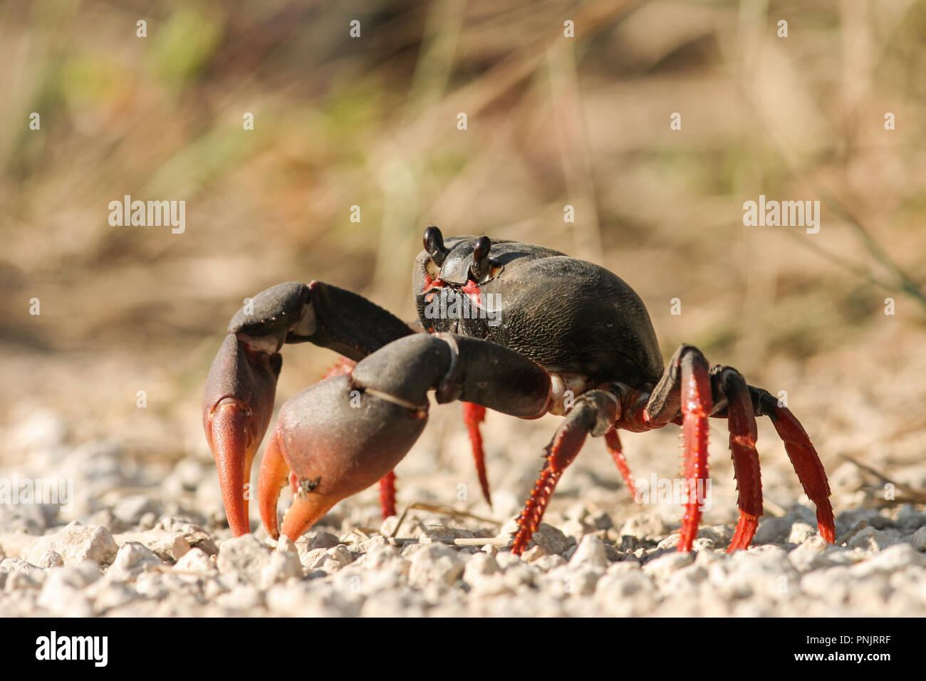 Cuban Land Crabs migrating to the sea to shed eggs Stock Photo - Alamy