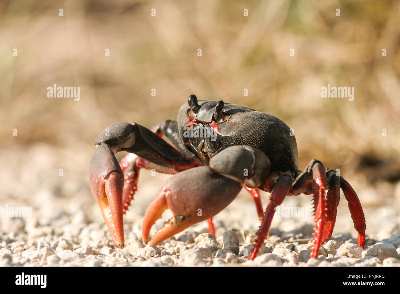 Black Land Crab Stock Photos & Black Land Crab Stock Images - Alamy