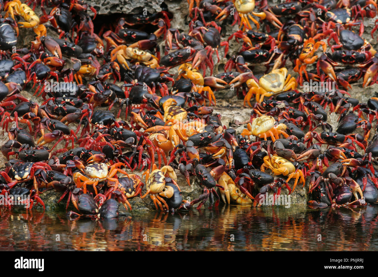 Cuba land crab migration hi-res stock photography and images - Alamy