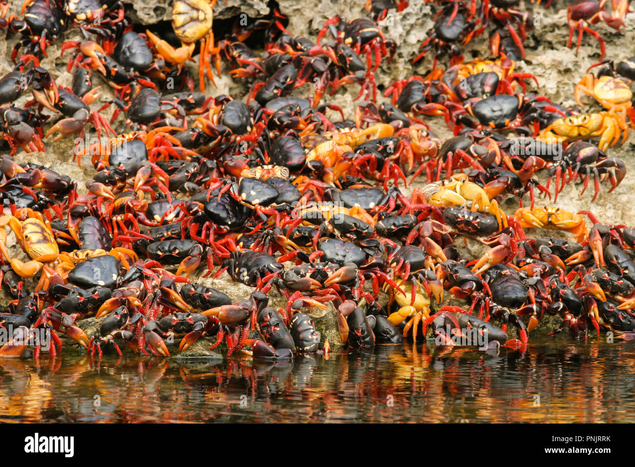 Cuban Land Crabs migrating to the sea to shed eggs Stock Photo - Alamy