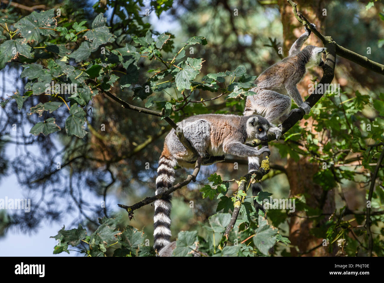 ring-tailed-lemurs-in-a-tree-in-their-natural-habitat-stock-photo-alamy