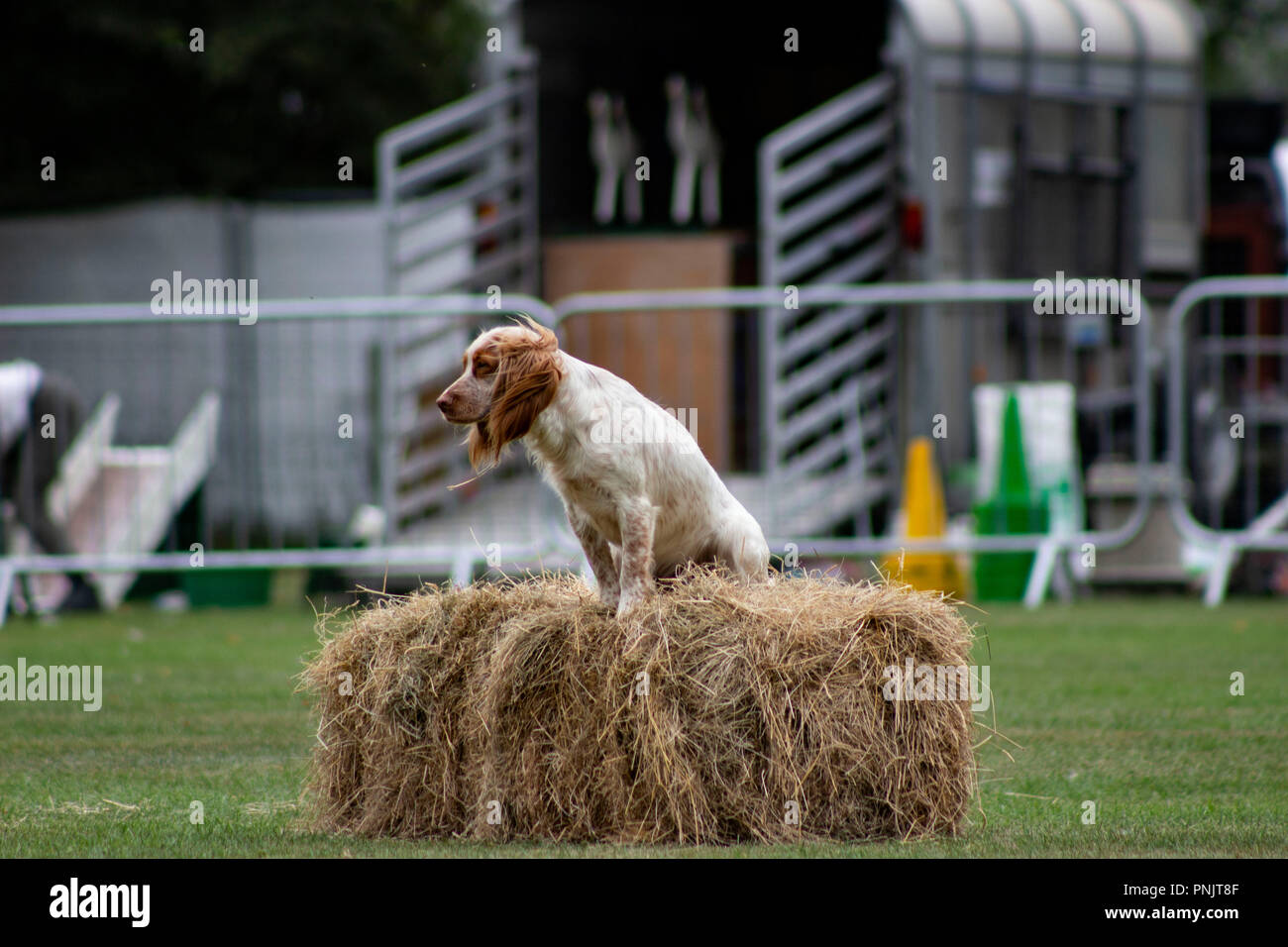Show cocker with working cocker hi-res stock photography and images - Alamy