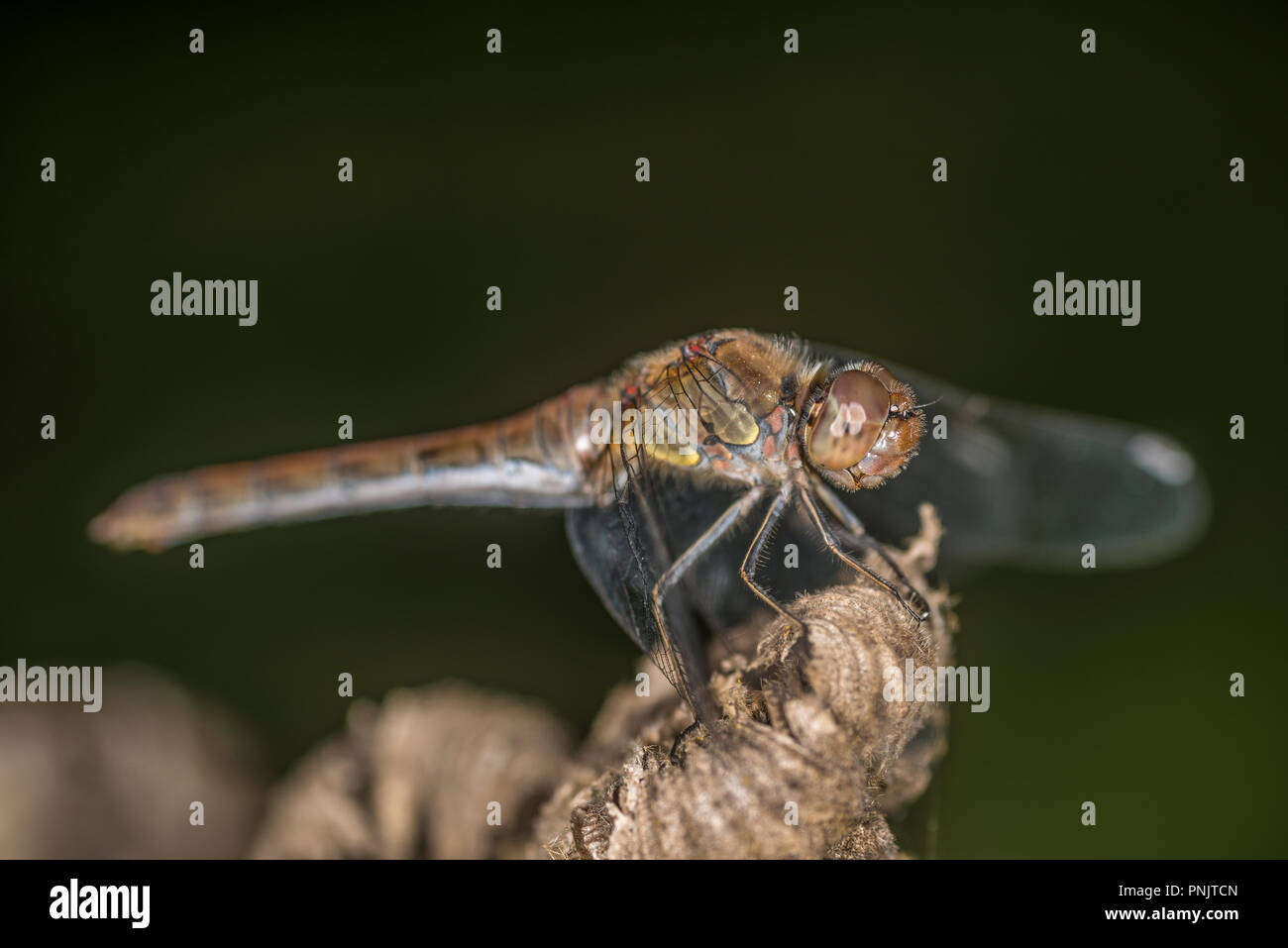 Common dragonfly sitting on the tip of a plant Stock Photo - Alamy