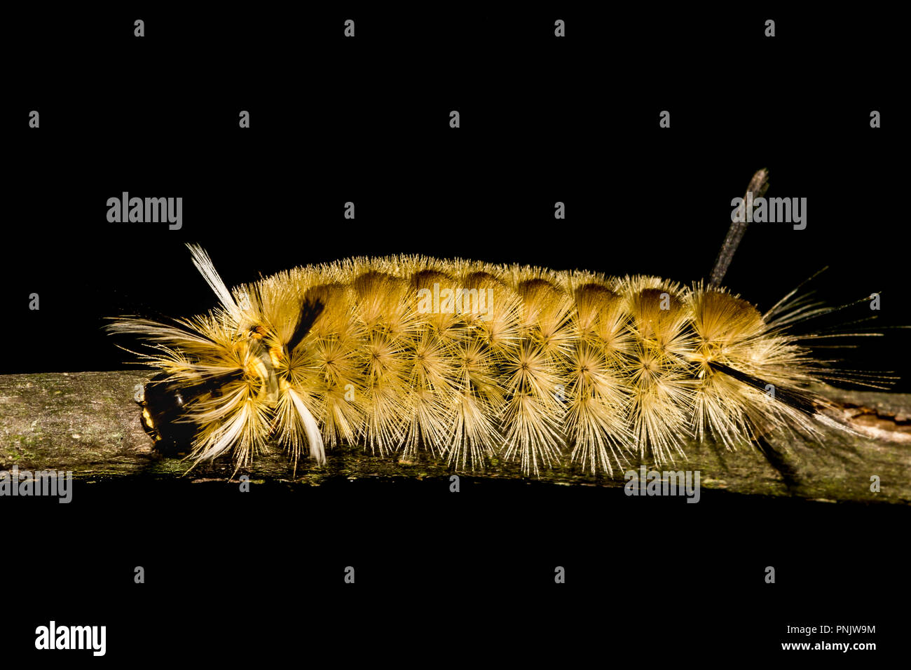 Banded Tussock Moth Caterpillar (Halysidota tessellaris Stock Photo - Alamy