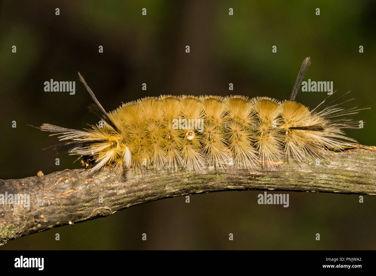 Banded Tussock Moth Caterpillar (Halysidota tessellaris Stock Photo - Alamy