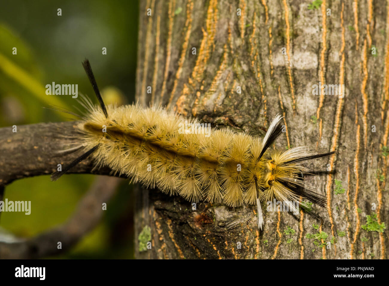 Banded Tussock Moth Caterpillar (Halysidota tessellaris Stock Photo - Alamy