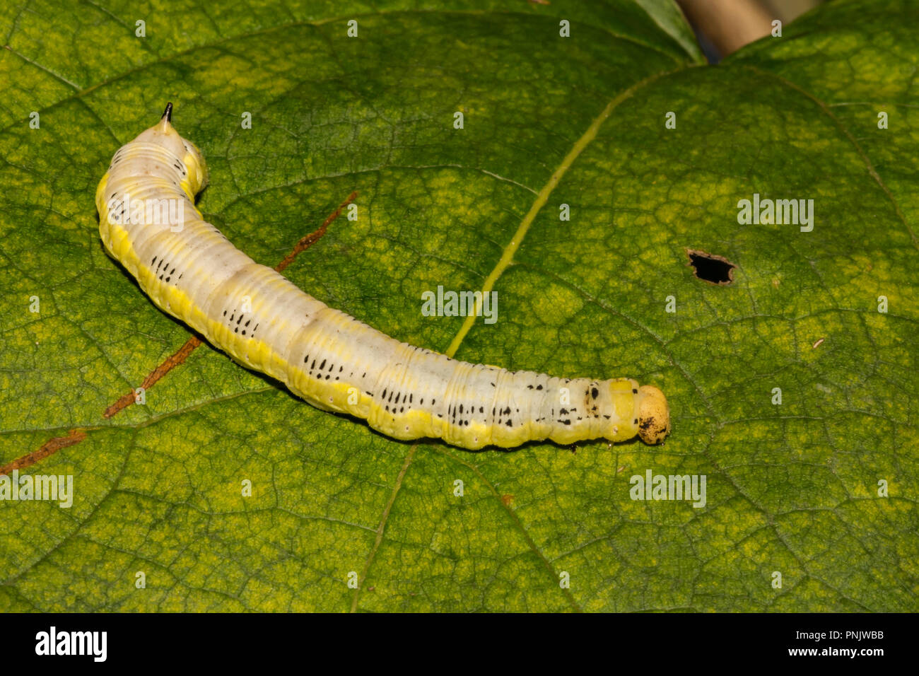 Catalpa sphinx moth caterpillar hi-res stock photography and images - Alamy