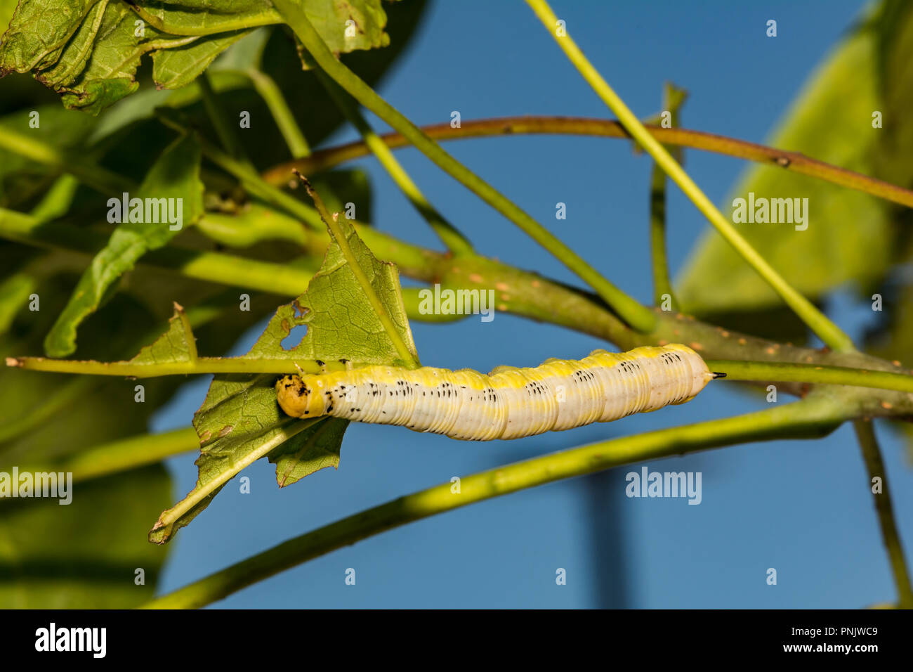 Catalpa worm hi-res stock photography and images - Alamy