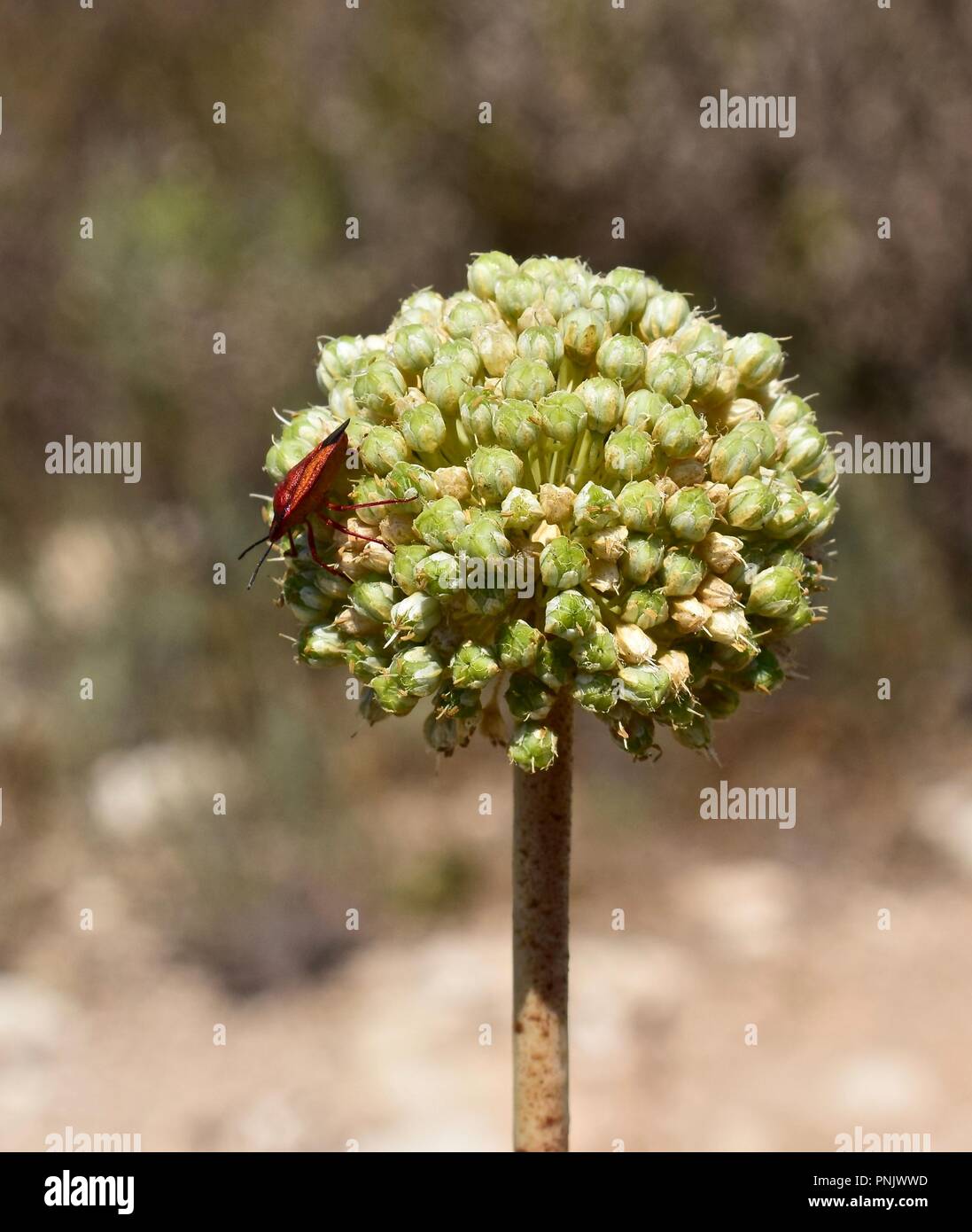 Zoomed in plant hi-res stock photography and images - Alamy