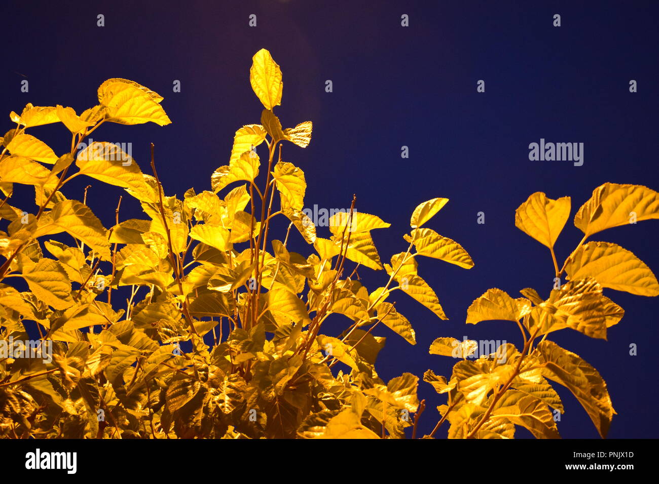 Golden leaves hi-res stock photography and images - Alamy