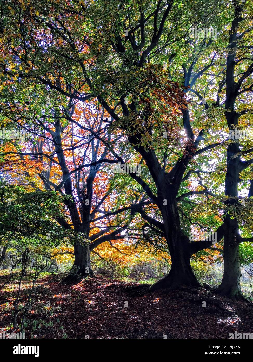 Woodland walk in autumn hi-res stock photography and images - Alamy