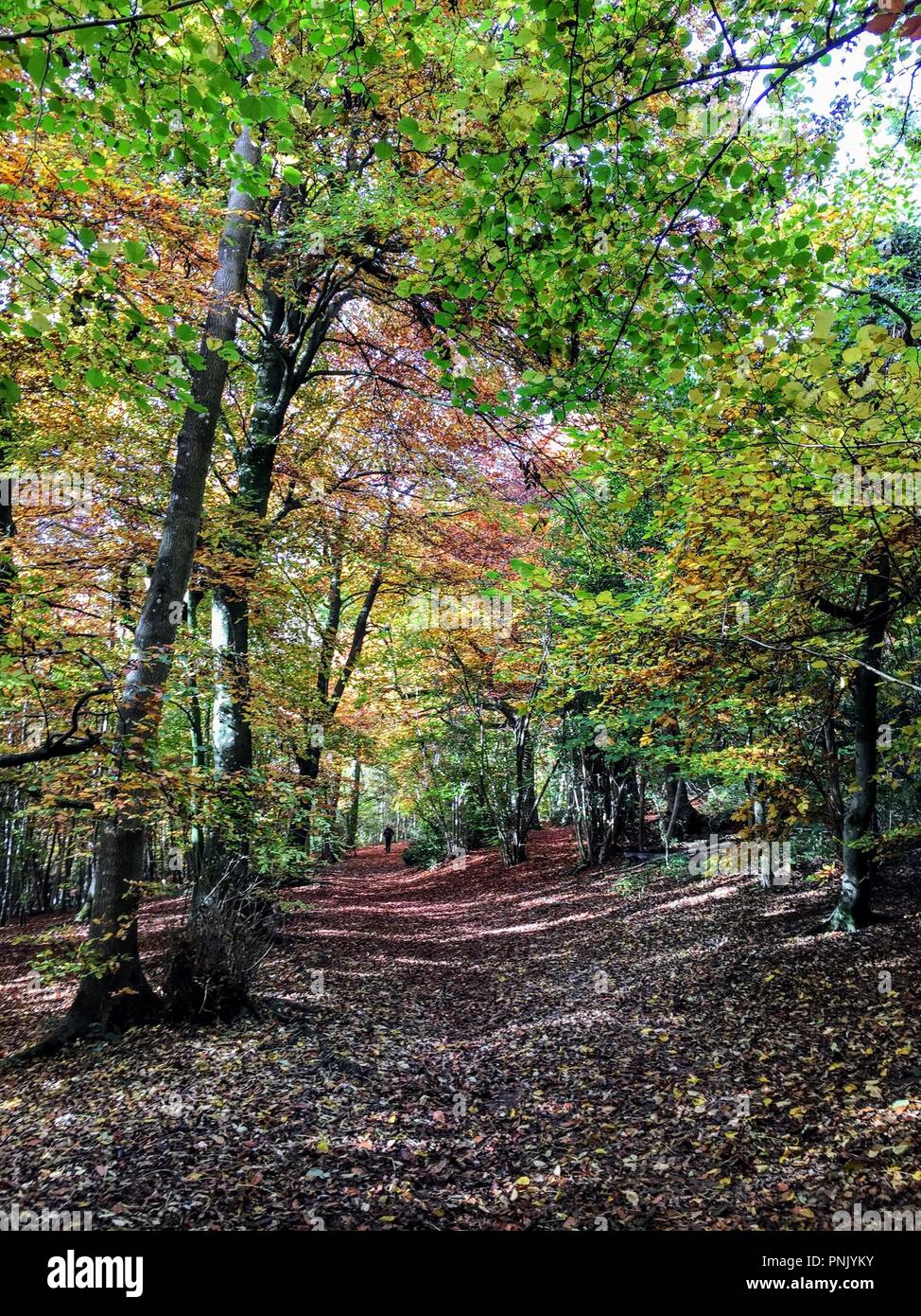 English autumn walk hi-res stock photography and images - Alamy