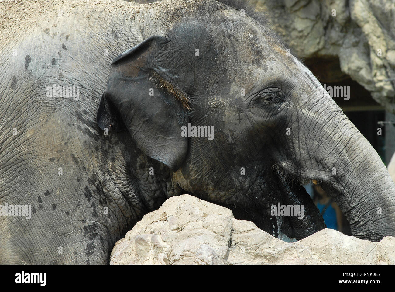 Ueno zoo tokyo hi-res stock photography and images - Alamy