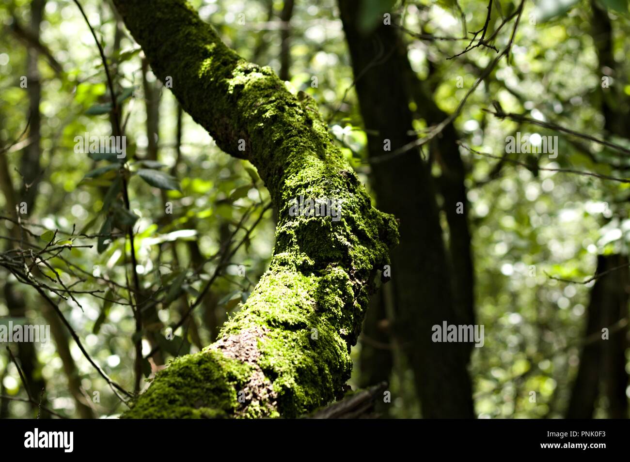 Green musk on branches hi-res stock photography and images - Alamy