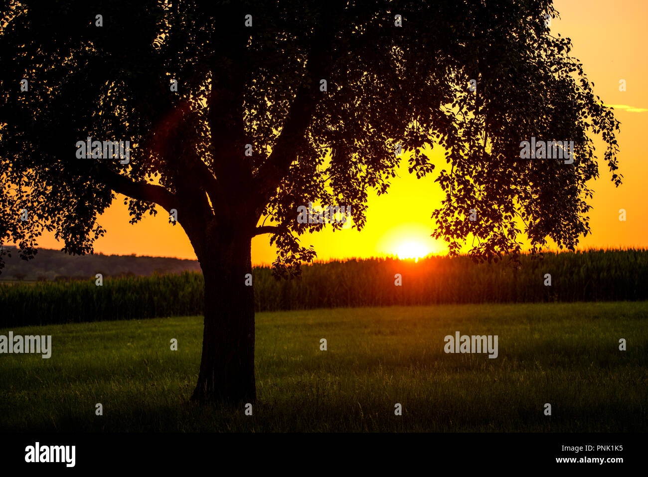 sunset in summertime with tree Stock Photo - Alamy