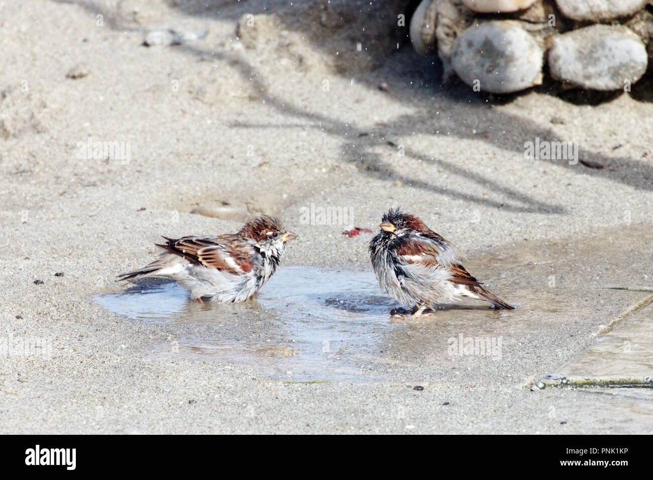 Two cute sparrows having a shower Stock Photo - Alamy