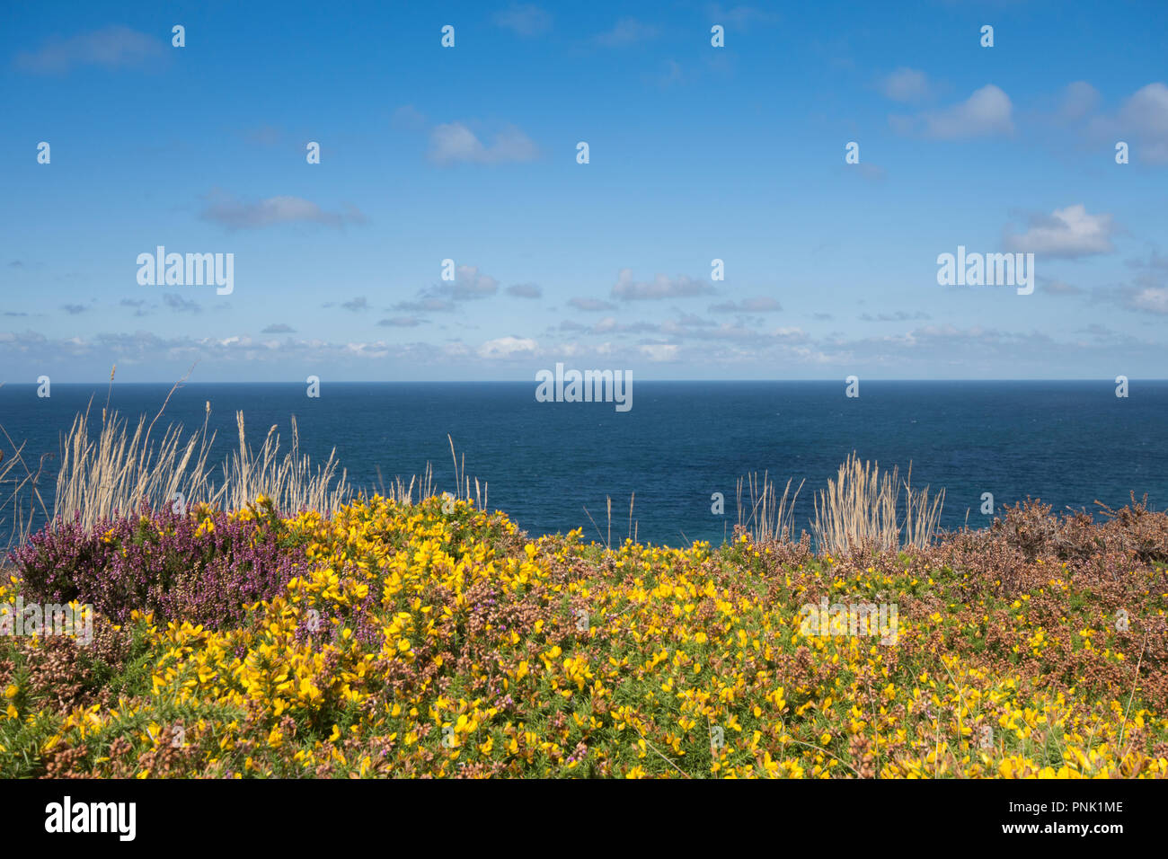 Dwarf Gorse, Ulex minor, and heather on cliff top, Blue Hills, between ...